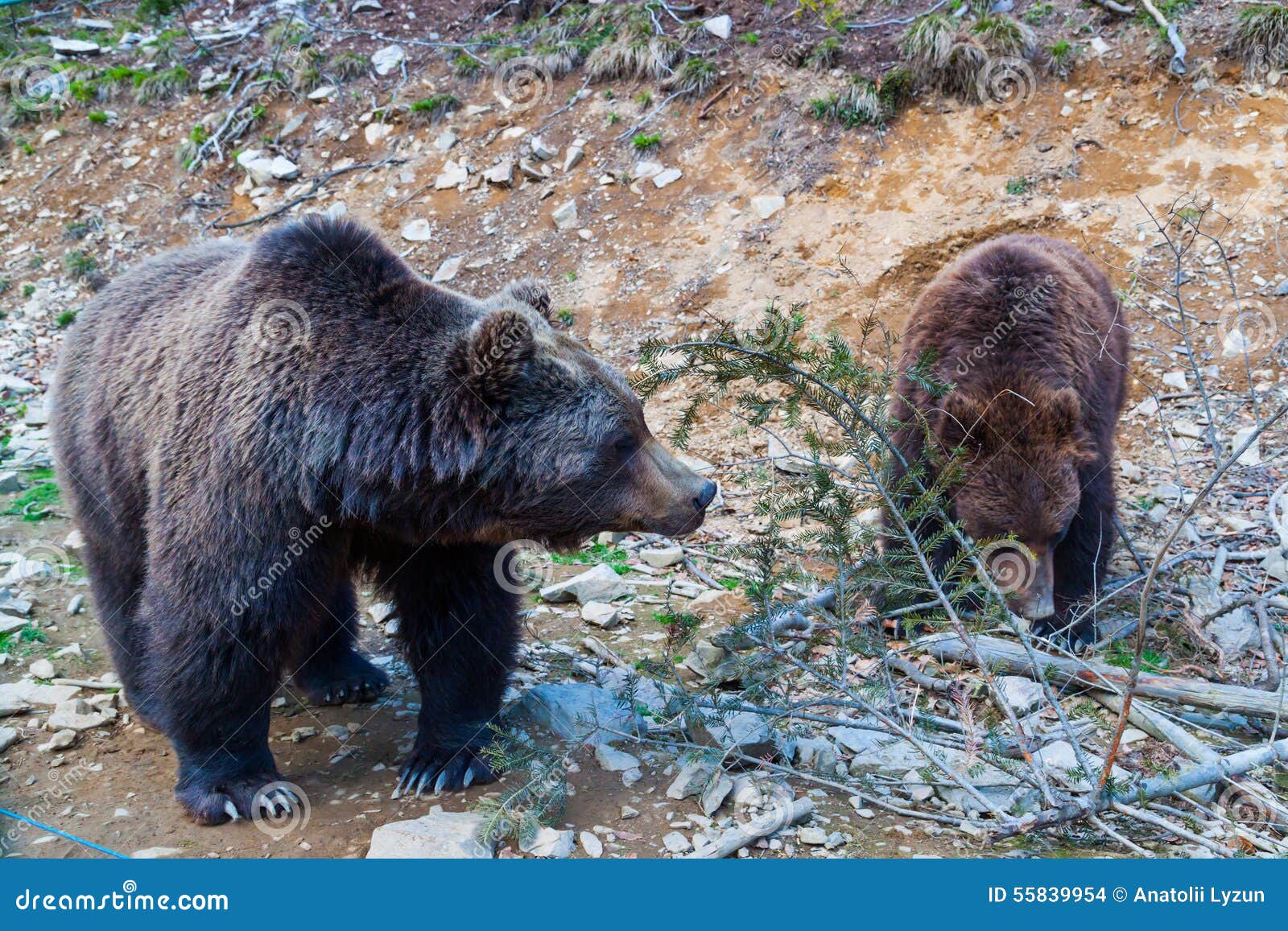 Two brown bear . stock photo. Image of predator, environment - 55839954
