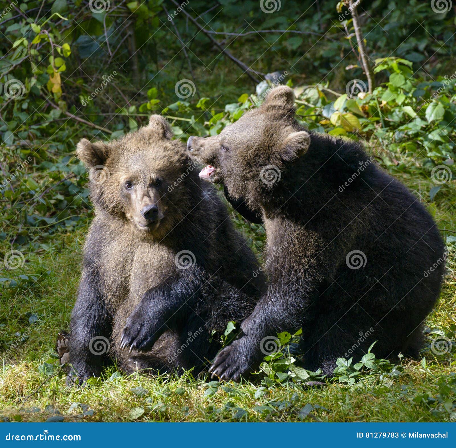 Two Brown Bear Cubs Play Fighting Stock Image - Image of fauna, moments ...