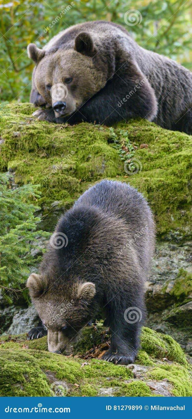 Two Brown Bear Cubs Play Fighting Stock Image - Image of fighting ...