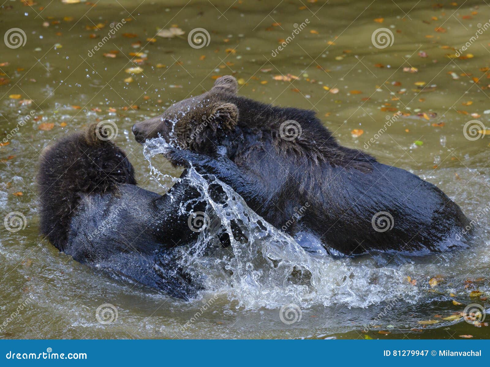 Two Brown Bear Cubs Play Fighting Stock Image - Image of evening ...