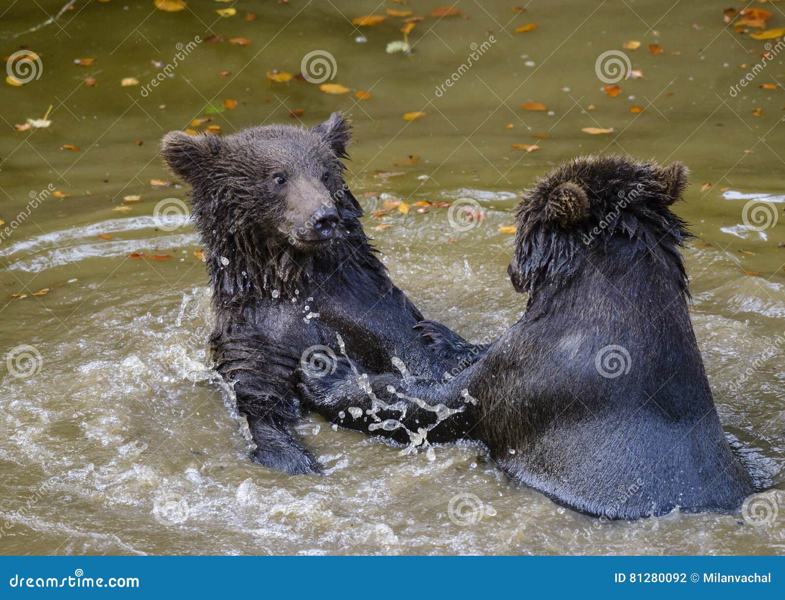 Two Brown Bear Cubs Play Fighting Stock Photo - Image of arctos, nature ...
