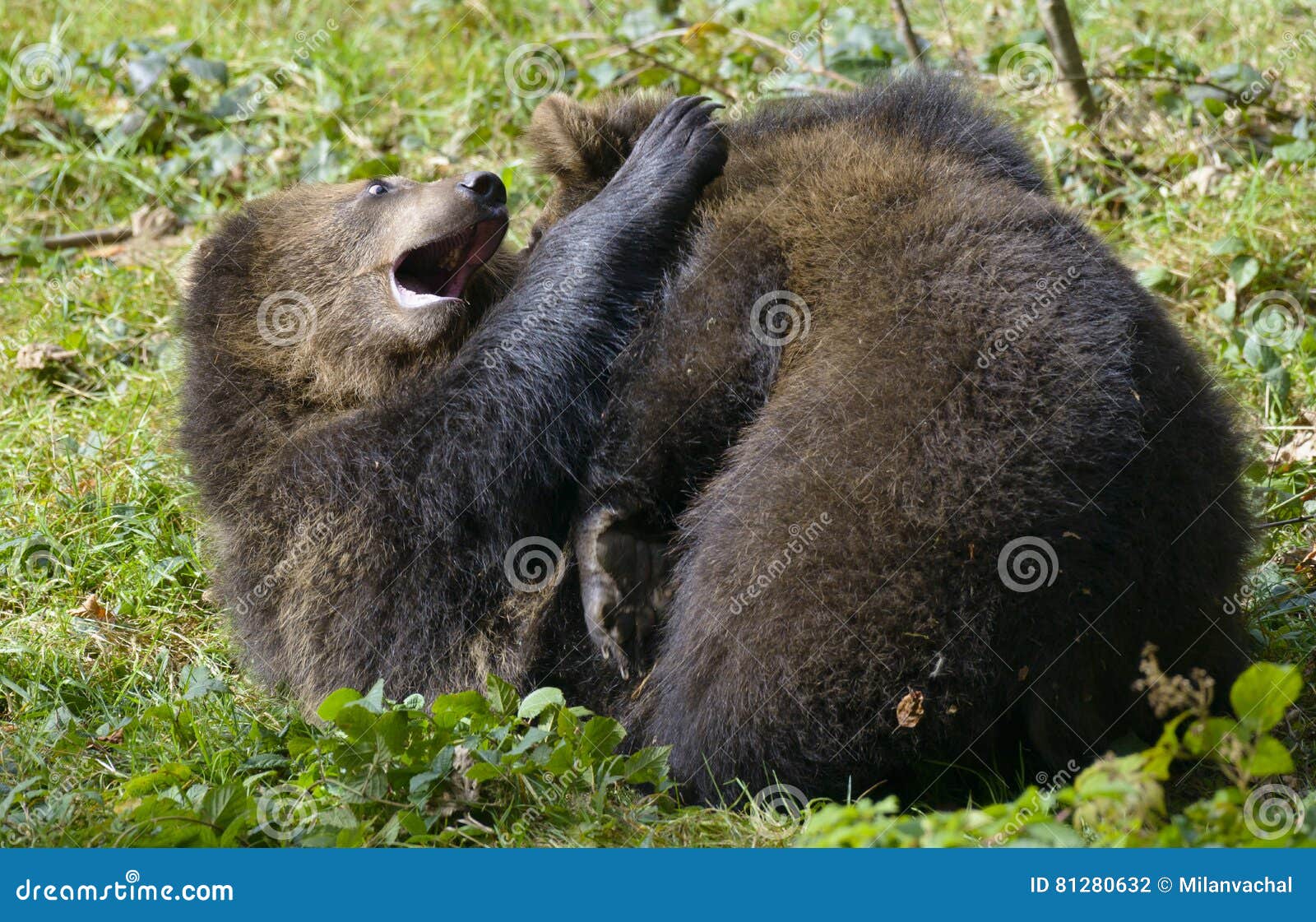 Two Brown Bear Cubs Play Fighting Stock Photo - Image of resting ...