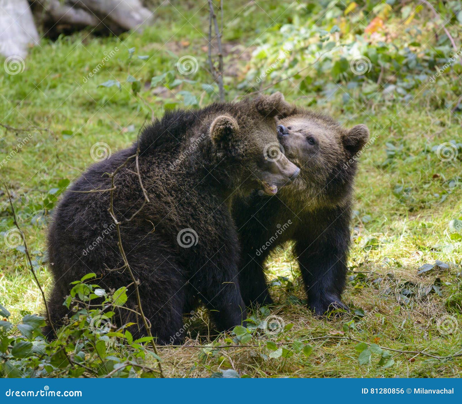 Two Brown Bear Cubs Play Fighting Stock Photo - Image of bear, small ...