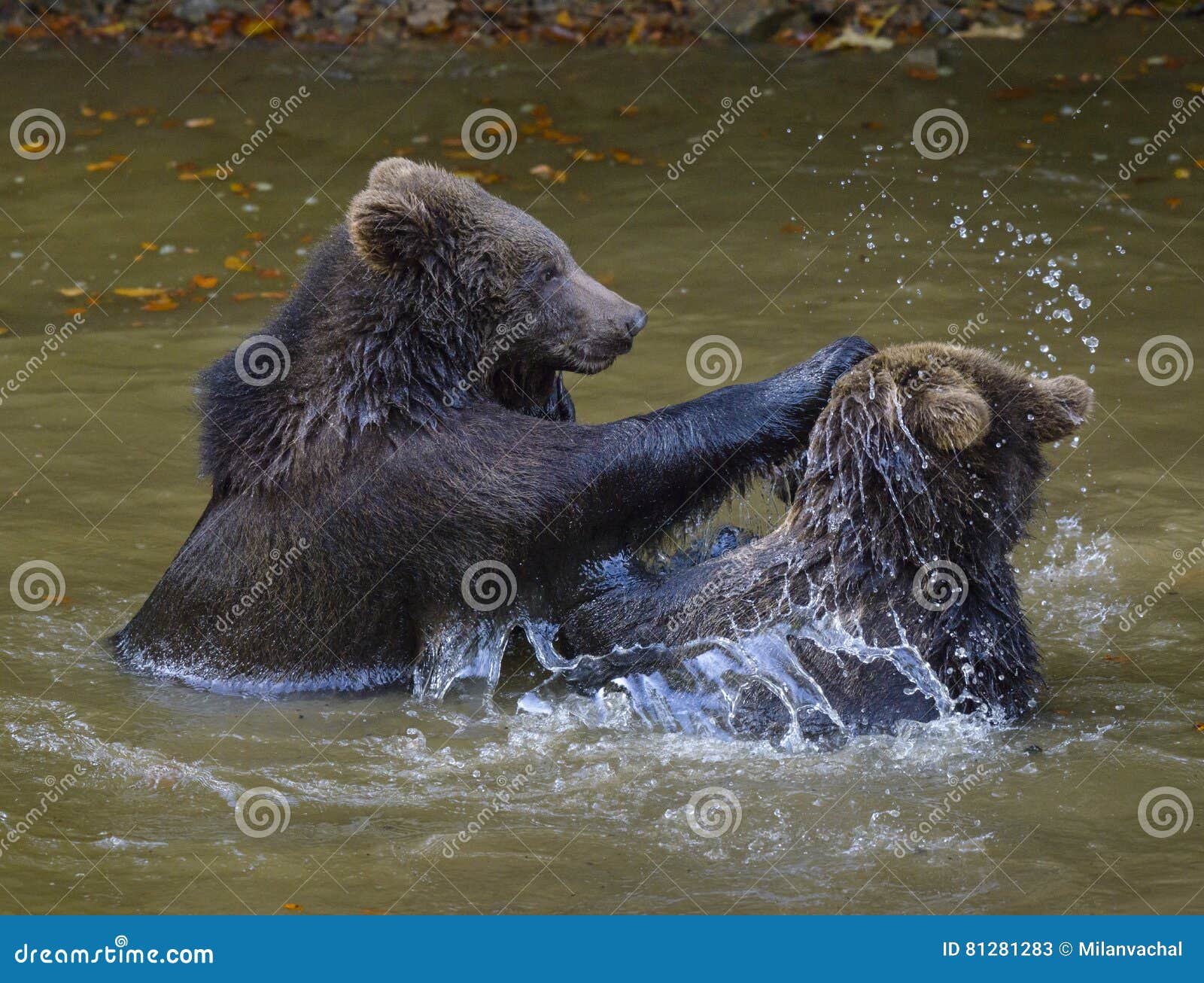 Two Brown Bear Cubs Play Fighting Stock Image - Image of bear, play ...