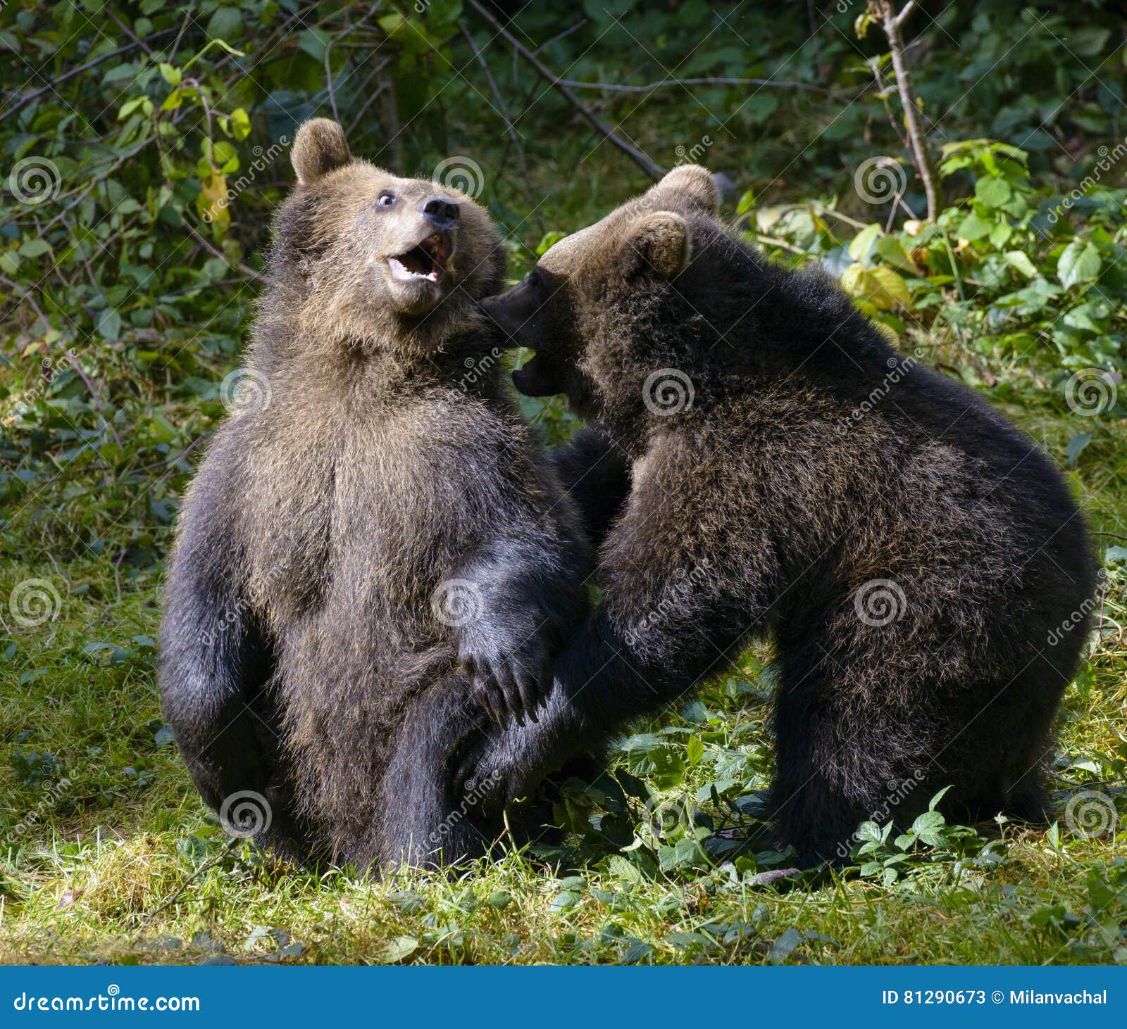Two Brown Bear Cubs Play Fighting in Nature Stock Image - Image of ...
