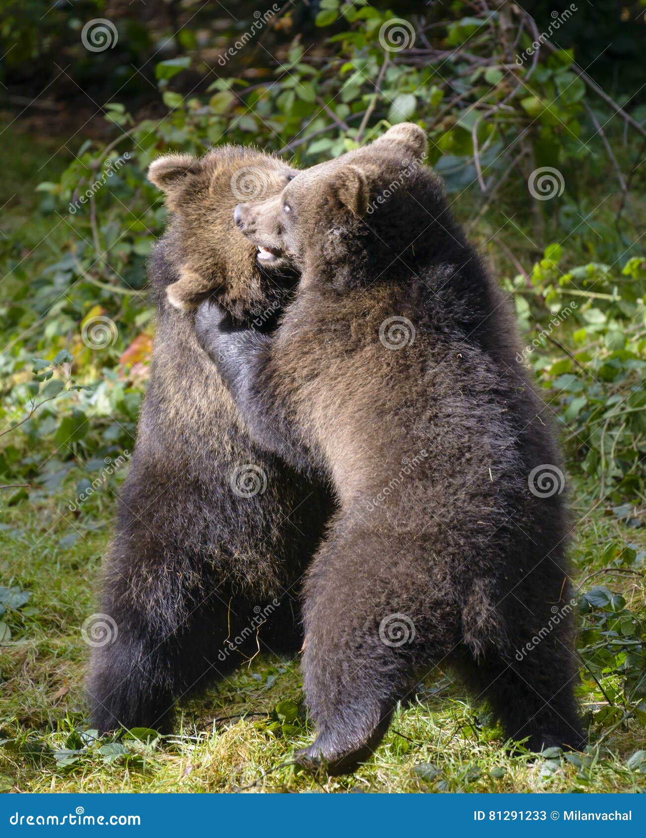 Two Brown Bear Cubs Play Fighting Stock Image - Image of moments, brown ...