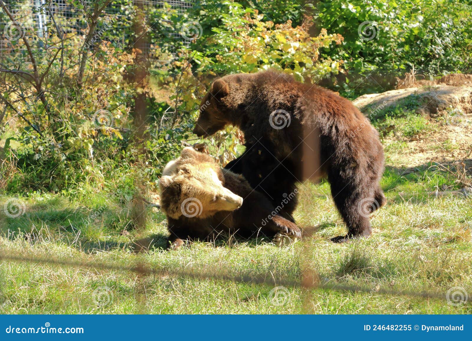 Two Brown Bear Cubs Play Fighting Stock Image - Image of spring ...