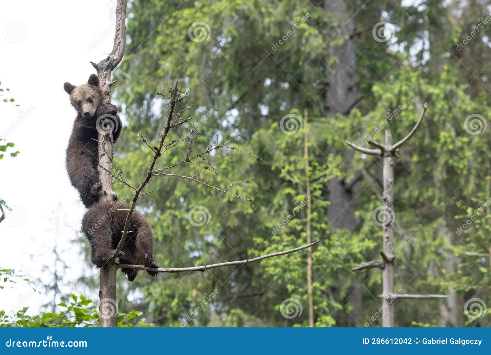 Two Brown Bear Cubs on a Tree Branch Stock Photo - Image of animal ...
