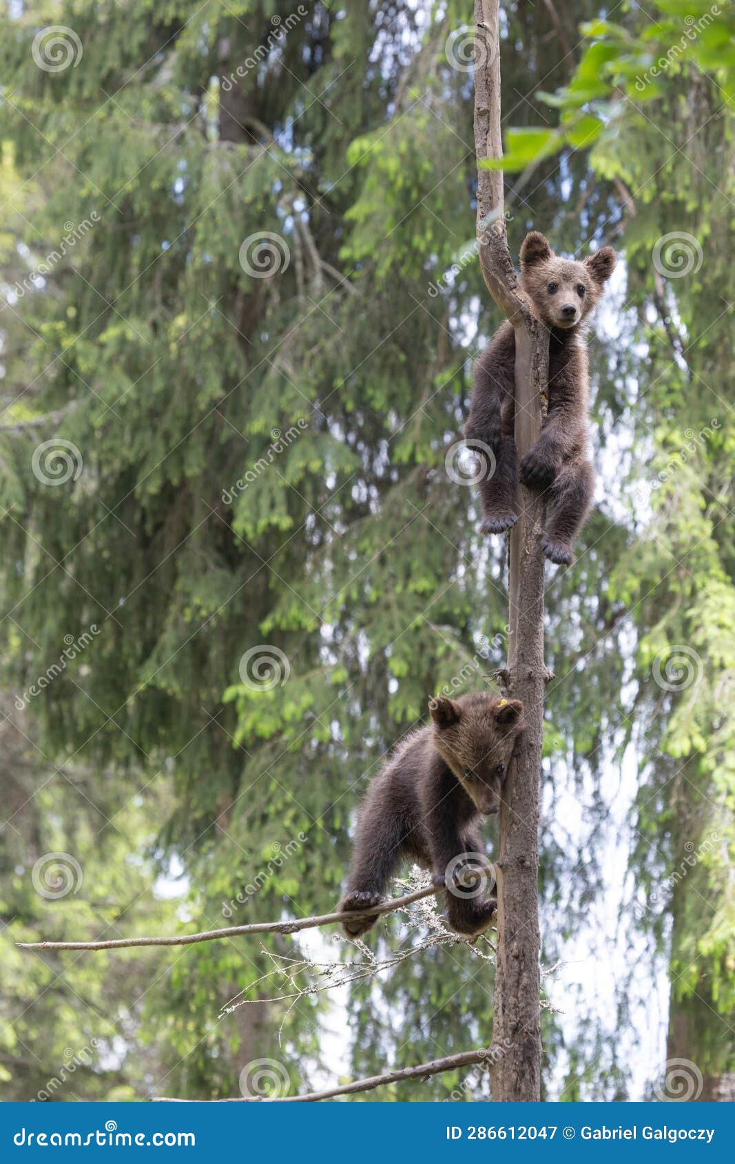 Two Brown Bear Cubs on a Tree Branch in the Summer Forest Stock Image ...