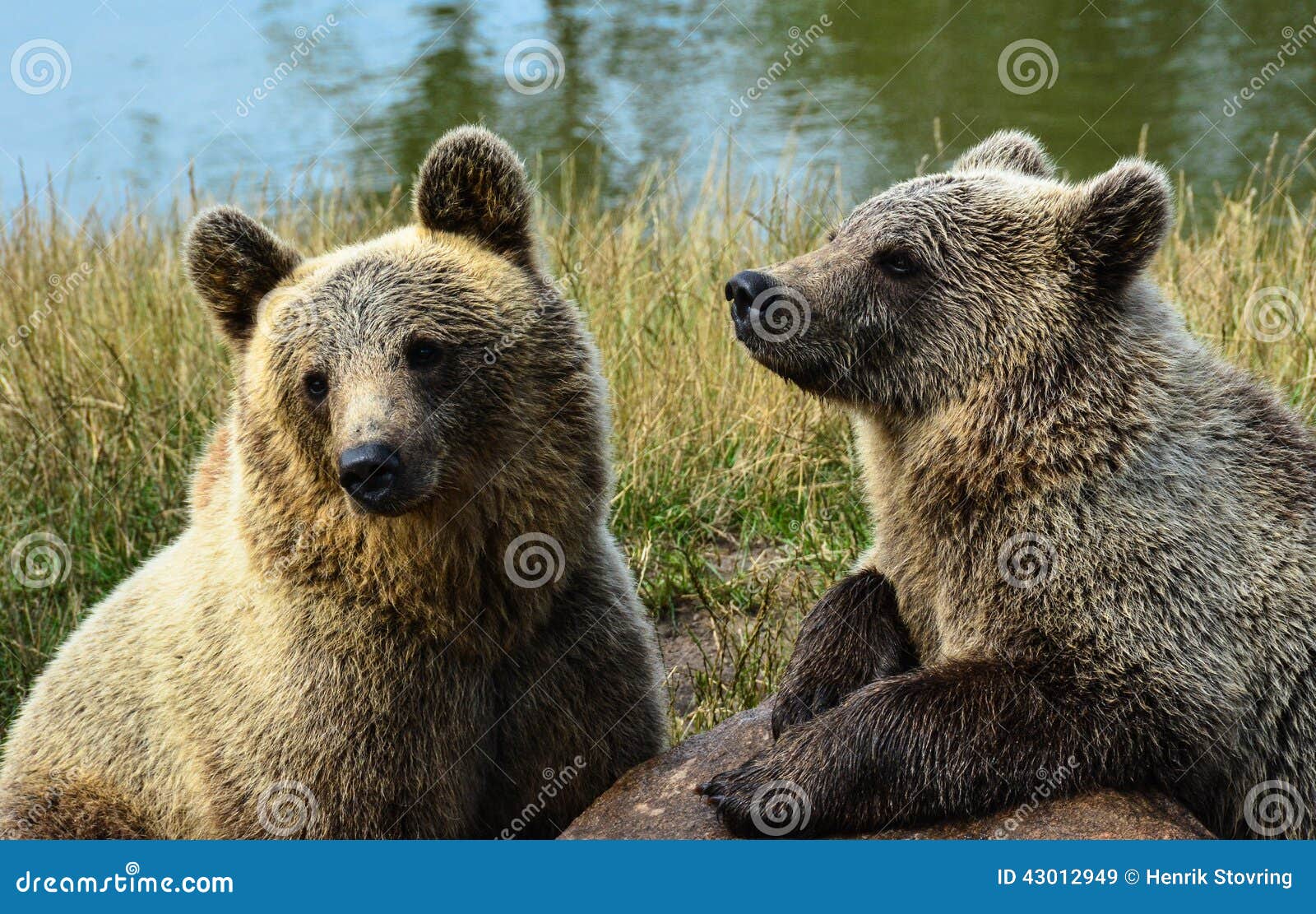 Two brown bear cubs stock image. Image of pensive, siblings - 43012949