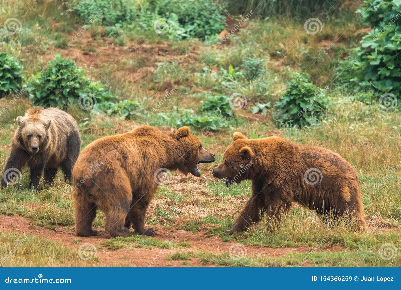 Two Brown Bear Fight in a Nature Reserve Stock Image - Image of fight ...