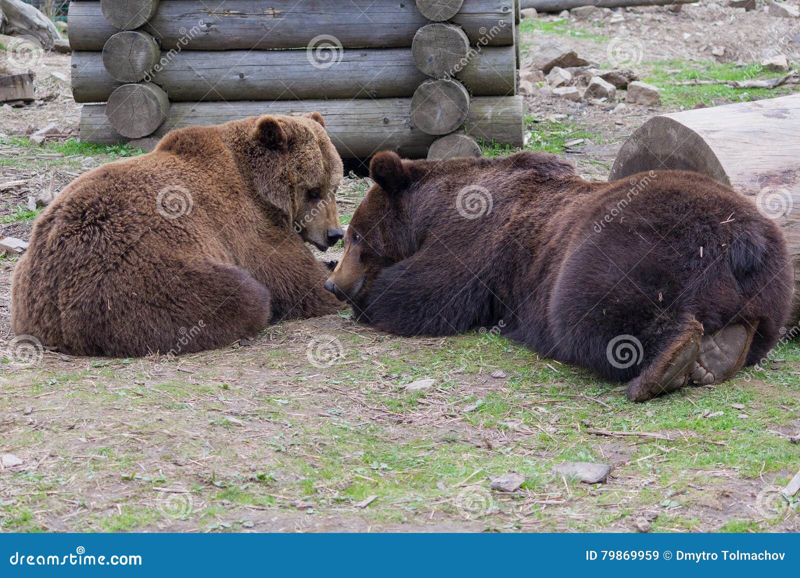 Two Brown Bear Lying on the Ground in the Nursery Stock Image - Image ...