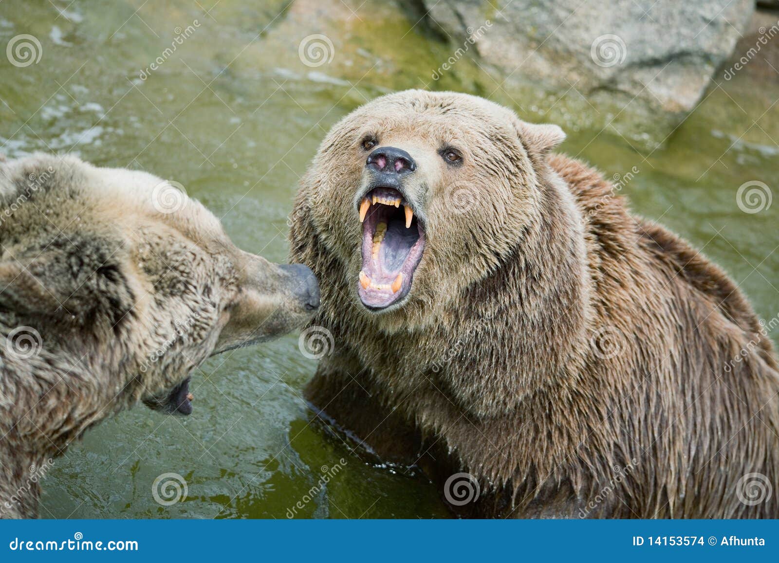 Two brown bears stock photo. Image of animal, extreme - 14153574