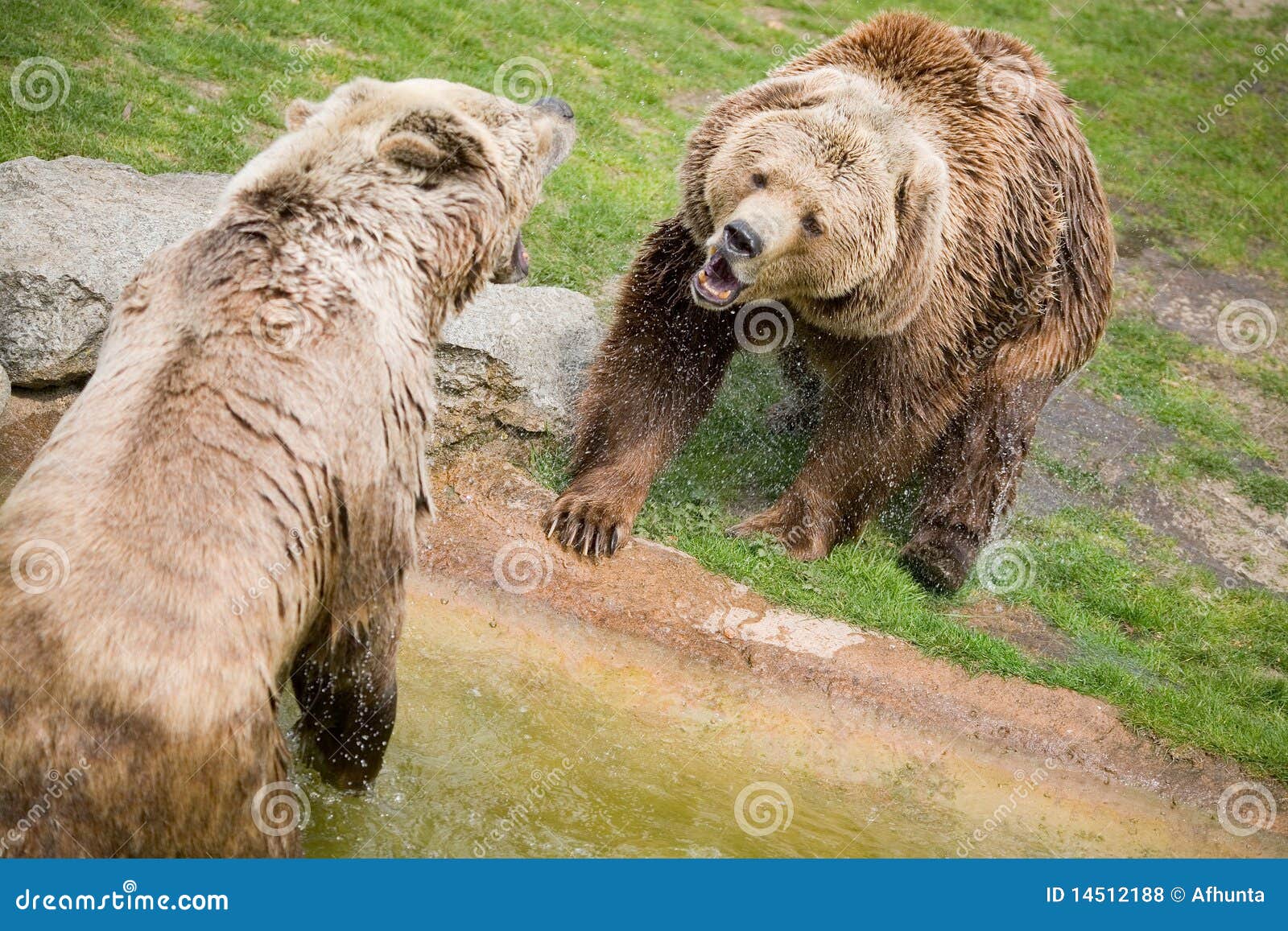 Two brown bears stock photo. Image of wildlife, animal - 14512188