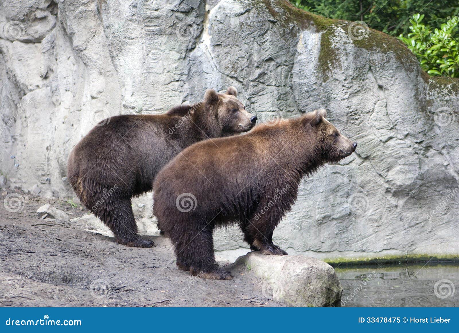 Two brown bears stock image. Image of mammal, animal - 33478475