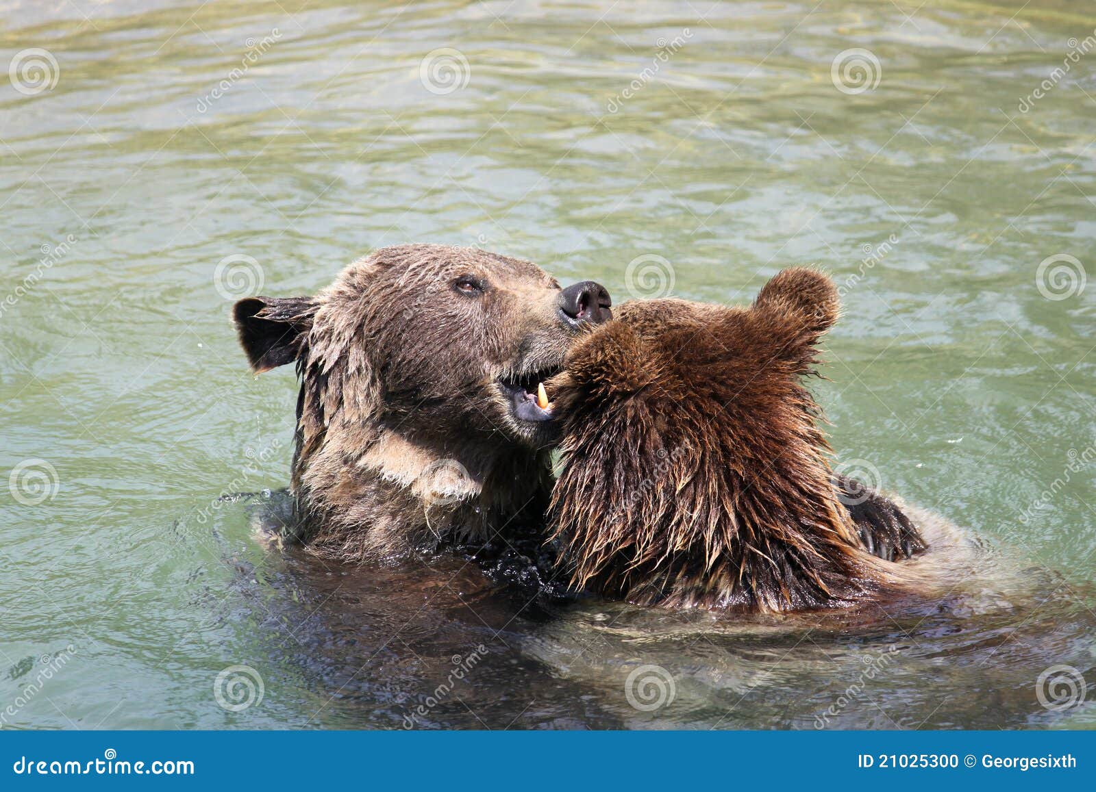 Two Brown Bears at Bern Bear Park, Switzerland. Stock Photo - Image of ...