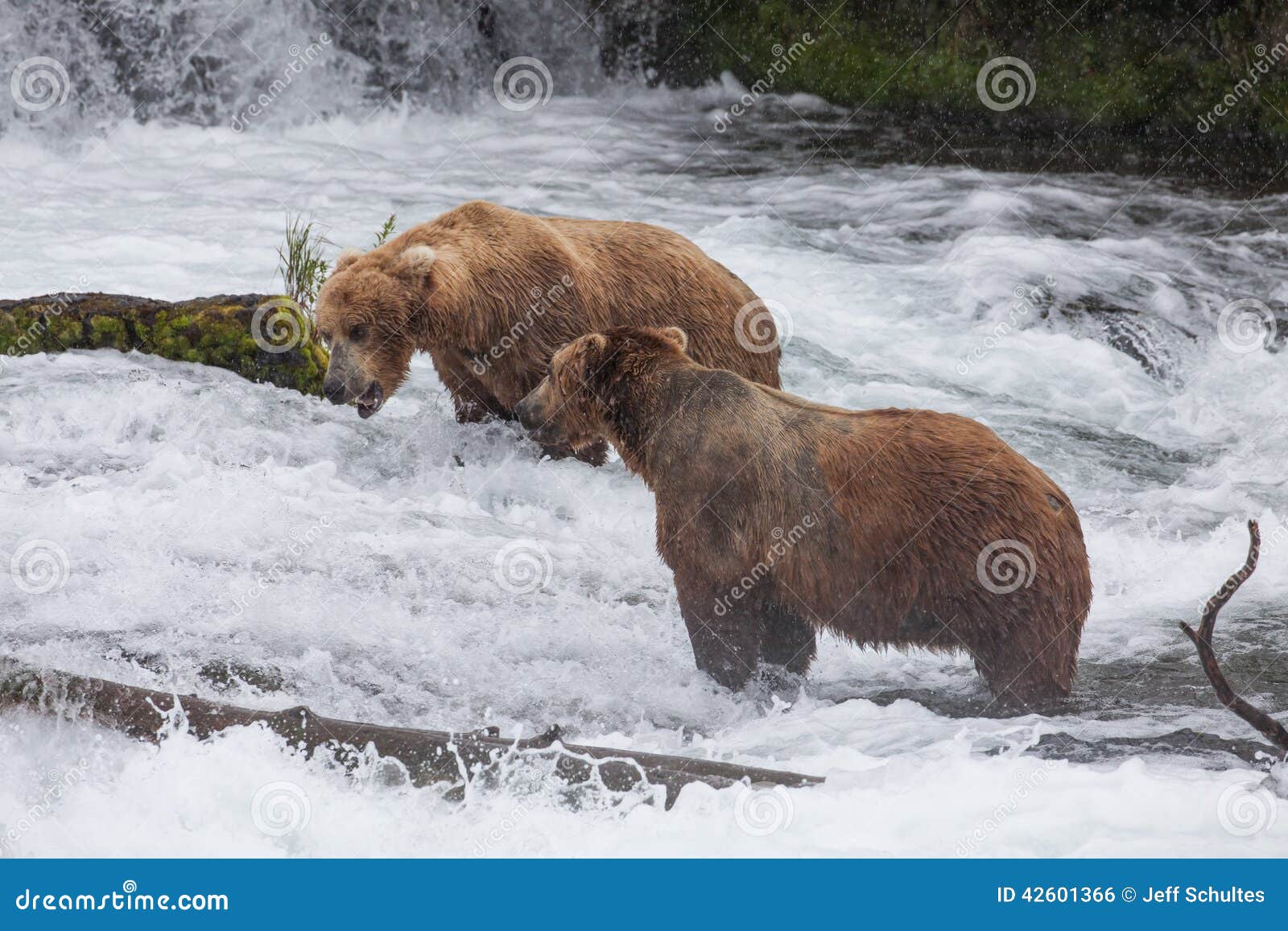 Two Brown Bears stock photo. Image of brooks, katmai - 42601366