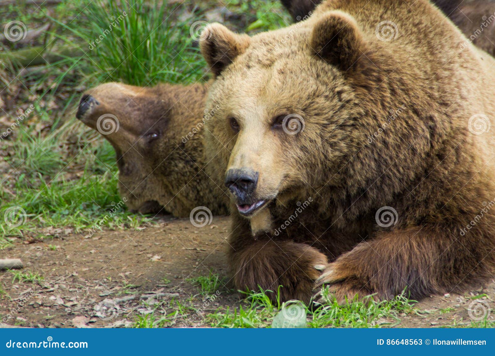 Two Brown Bears Close Up Stock Image Image Of Bears 86648563