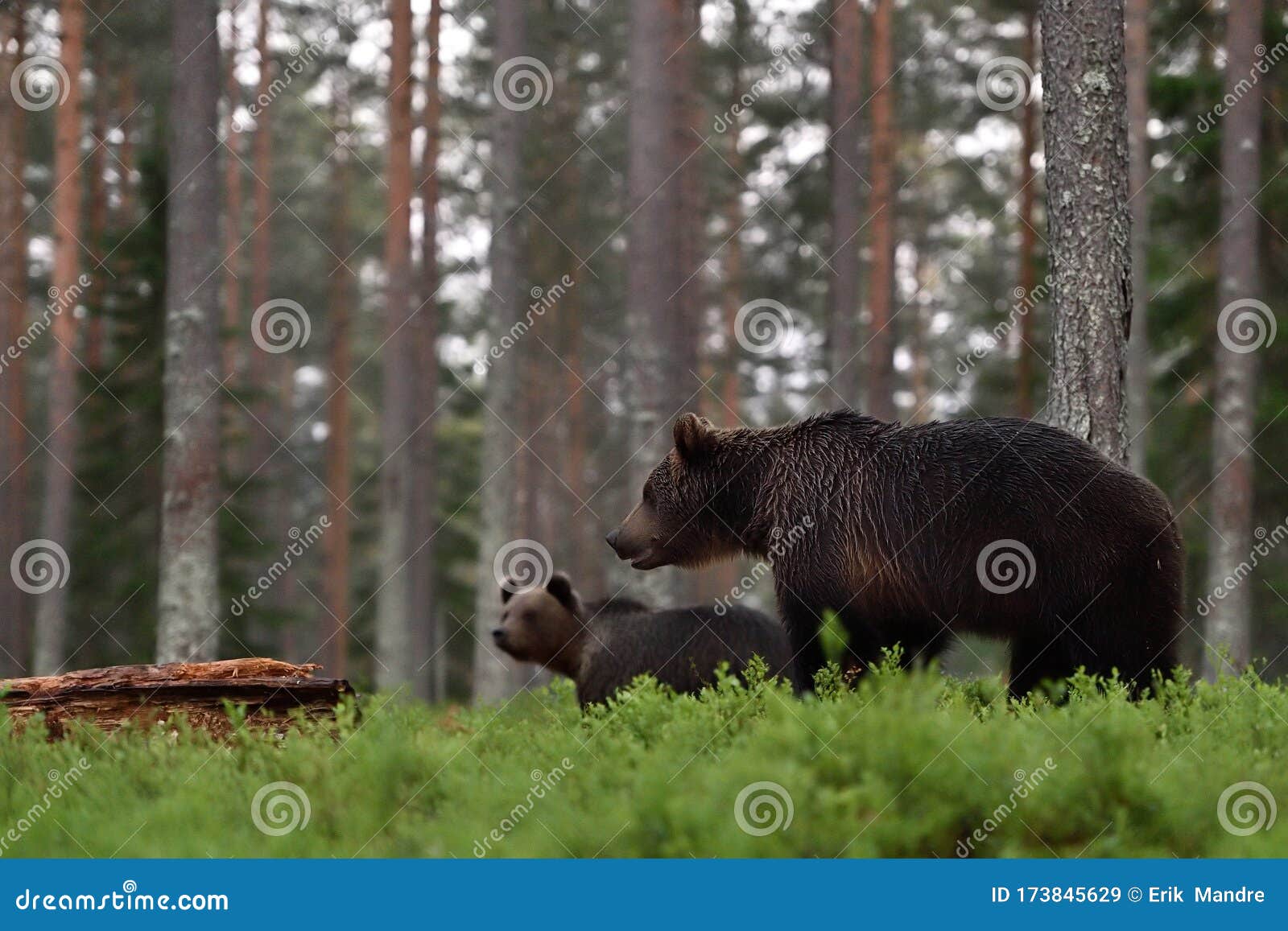 Two Brown Bears in the Forest Stock Image - Image of arctos, side ...