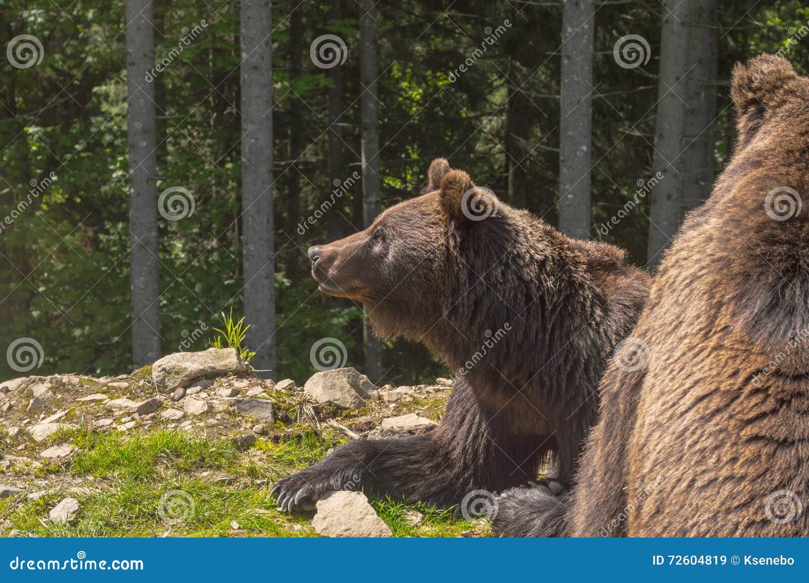 Two Brown Bears in the Forest Stock Image - Image of brown, powerful ...