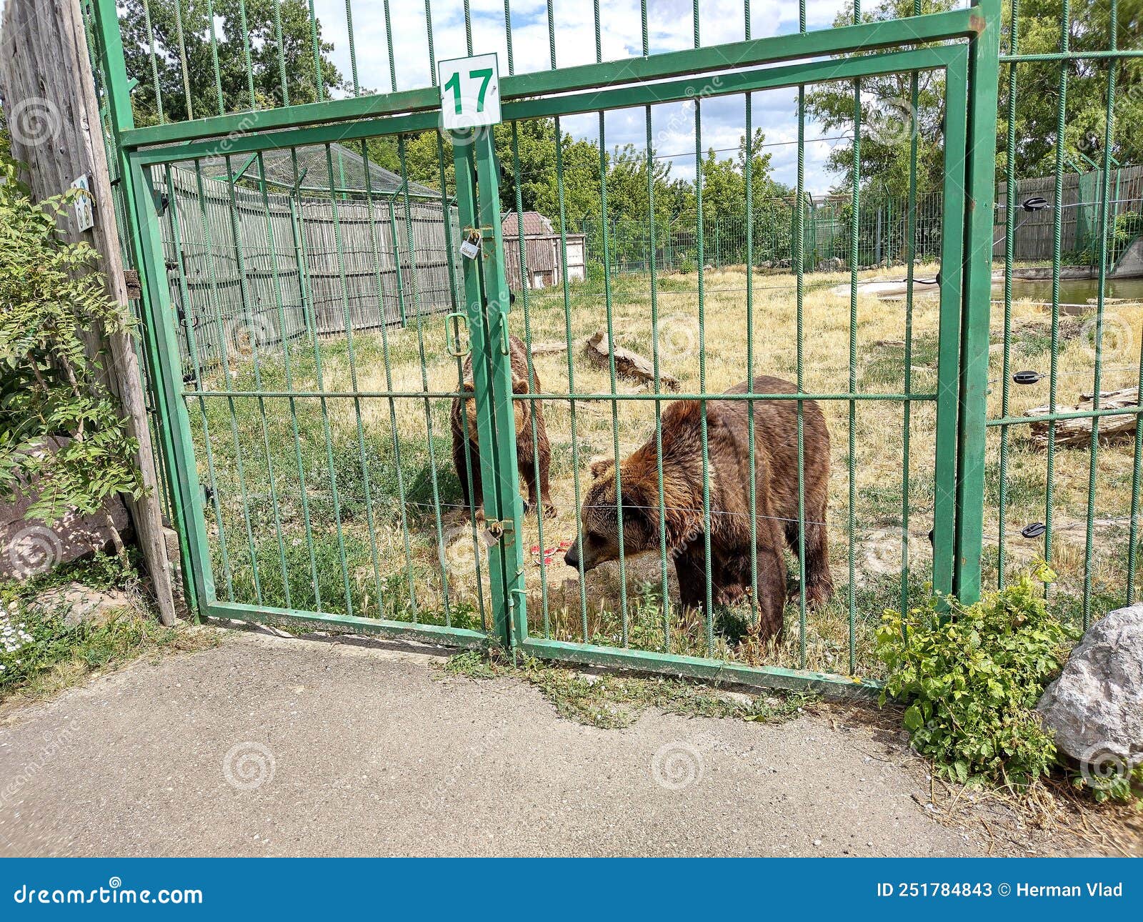 Two Brown Bears at Oradea Zoo, Romania Stock Image - Image of bears ...