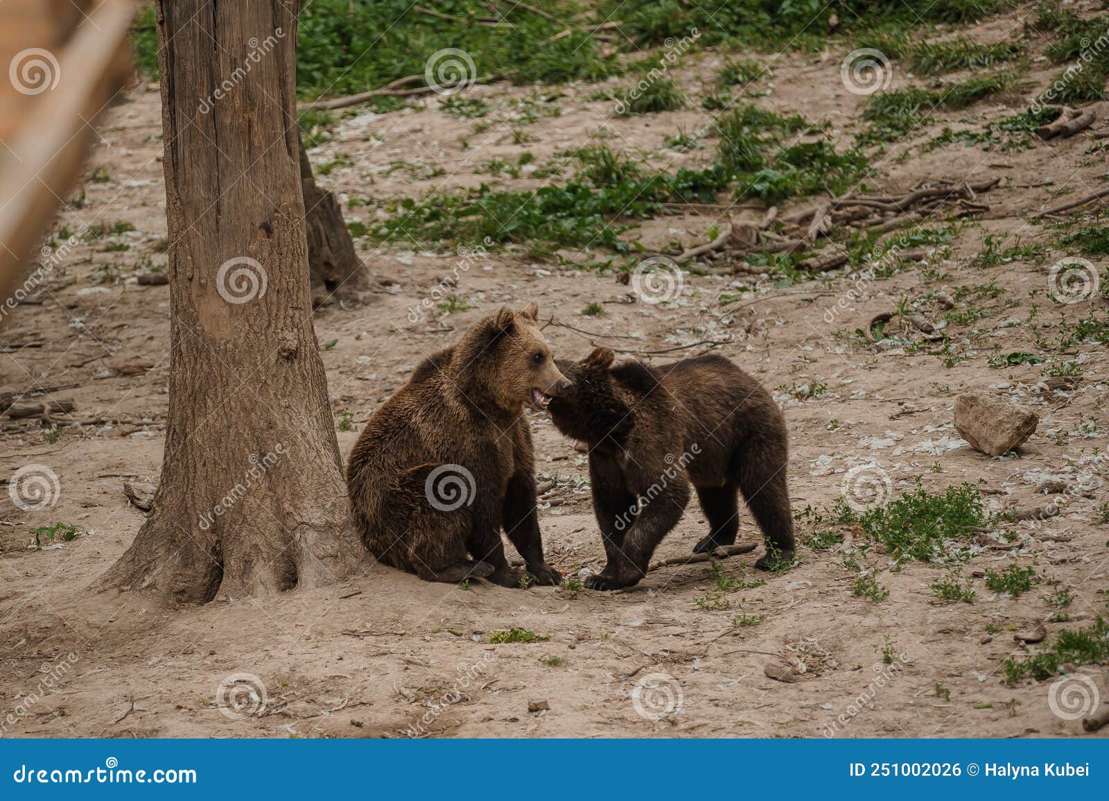 Two Brown Bears Play with Each Other in the Forest Stock Photo - Image ...