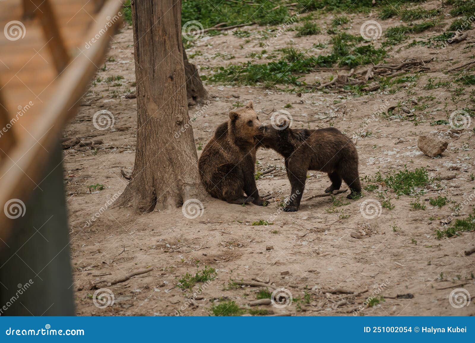 Two Brown Bears Play with Each Other in the Forest Stock Photo - Image ...