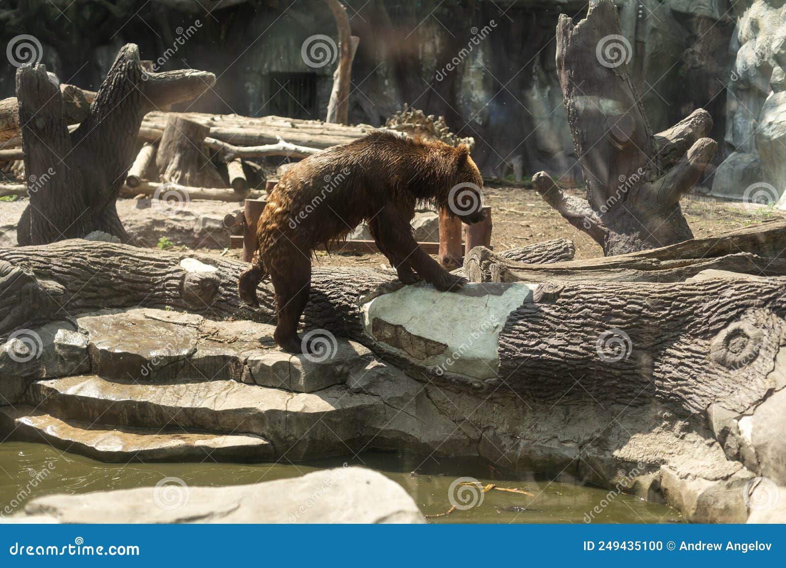 Two Brown Bears Play in a Pool Stock Photo - Image of warming, animal ...