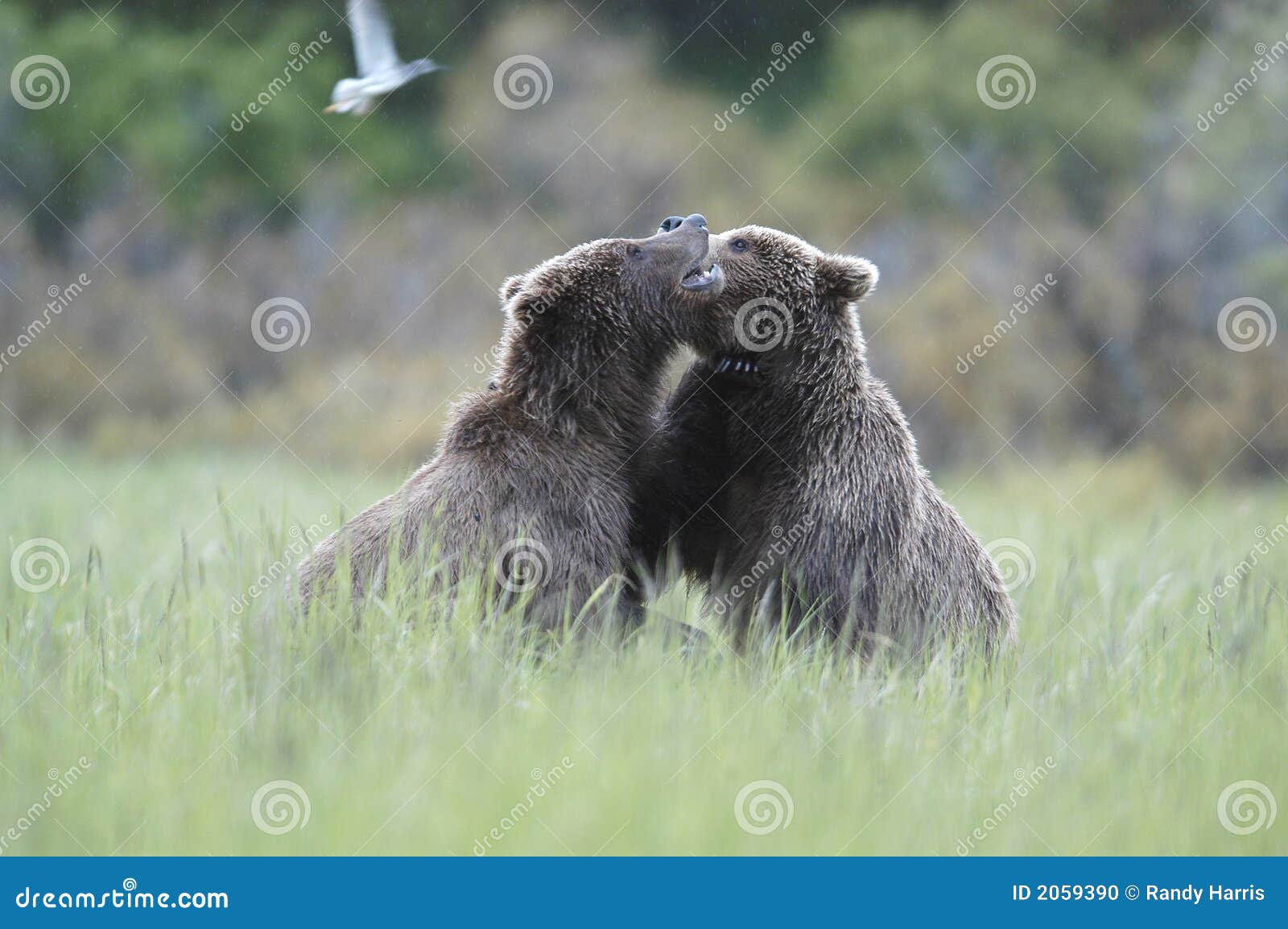 Two brown bears playing stock photo. Image of wildlife - 2059390