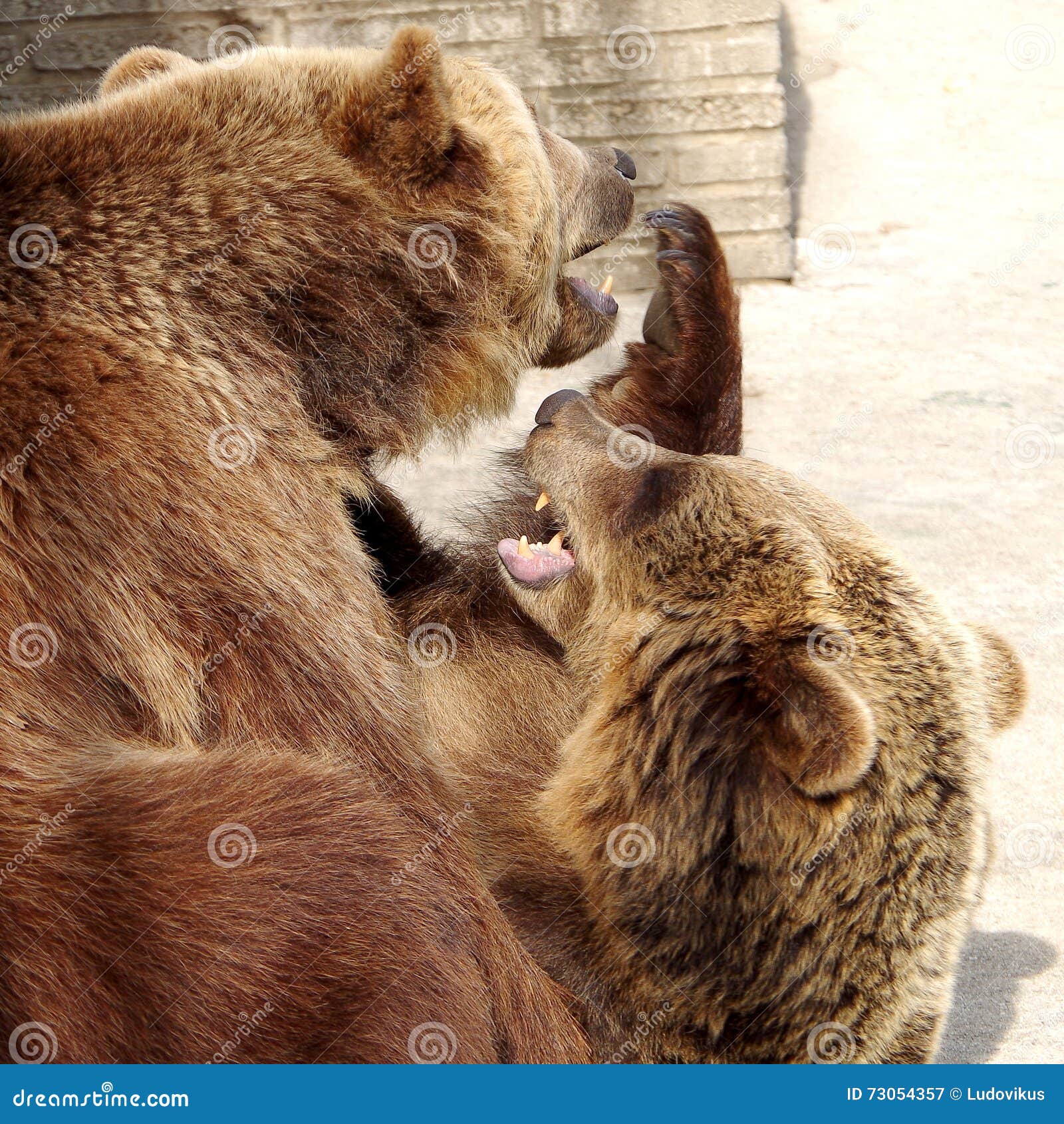 Two brown bears stock image. Image of nature, wild, predator - 73054357