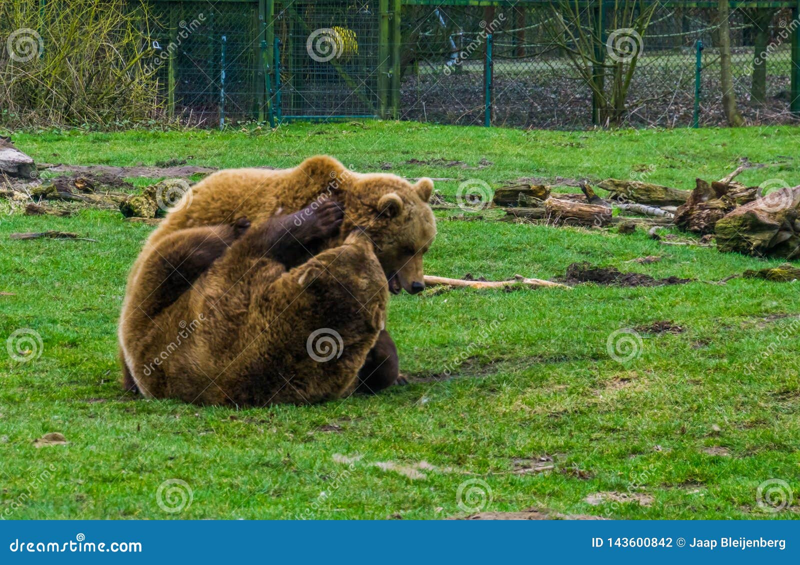 Two Brown Bears Playing with Each Other, Two Bears Having Fun, Common ...