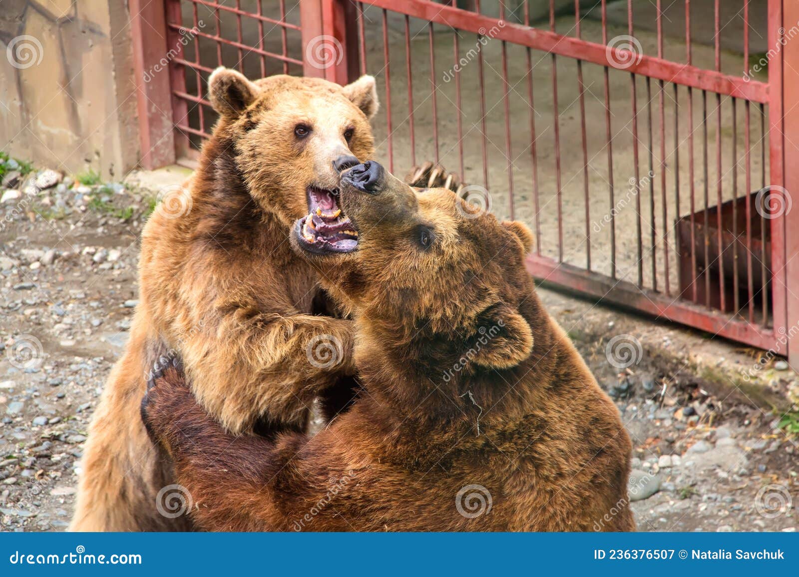 Two Brown Bears are Playing Stock Image - Image of strength, beast ...