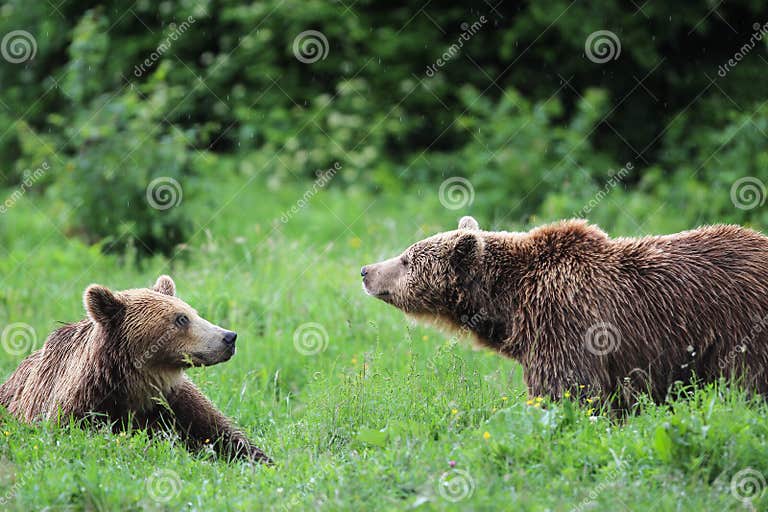 Two Brown Bears Playing in the Forest Stock Image - Image of brown ...