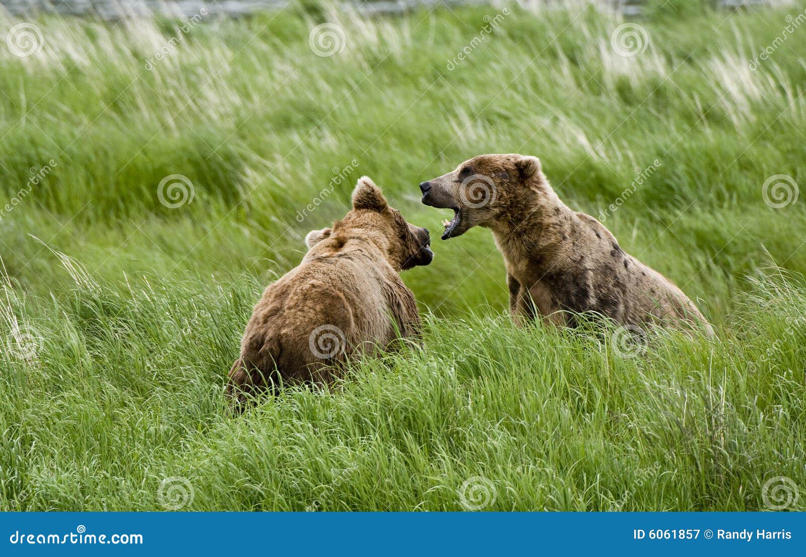 Two Brown Bears Squaring Off Stock Image - Image of confrontation ...