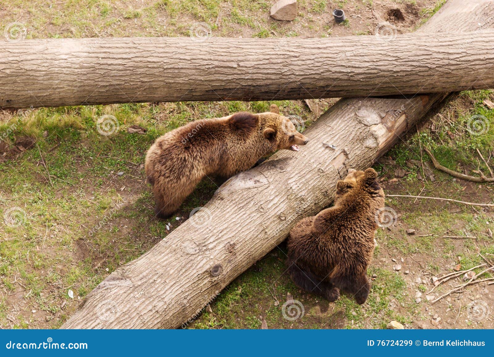 Two Brown Bears on Tree Trunk Stock Image - Image of male, forest: 76724299