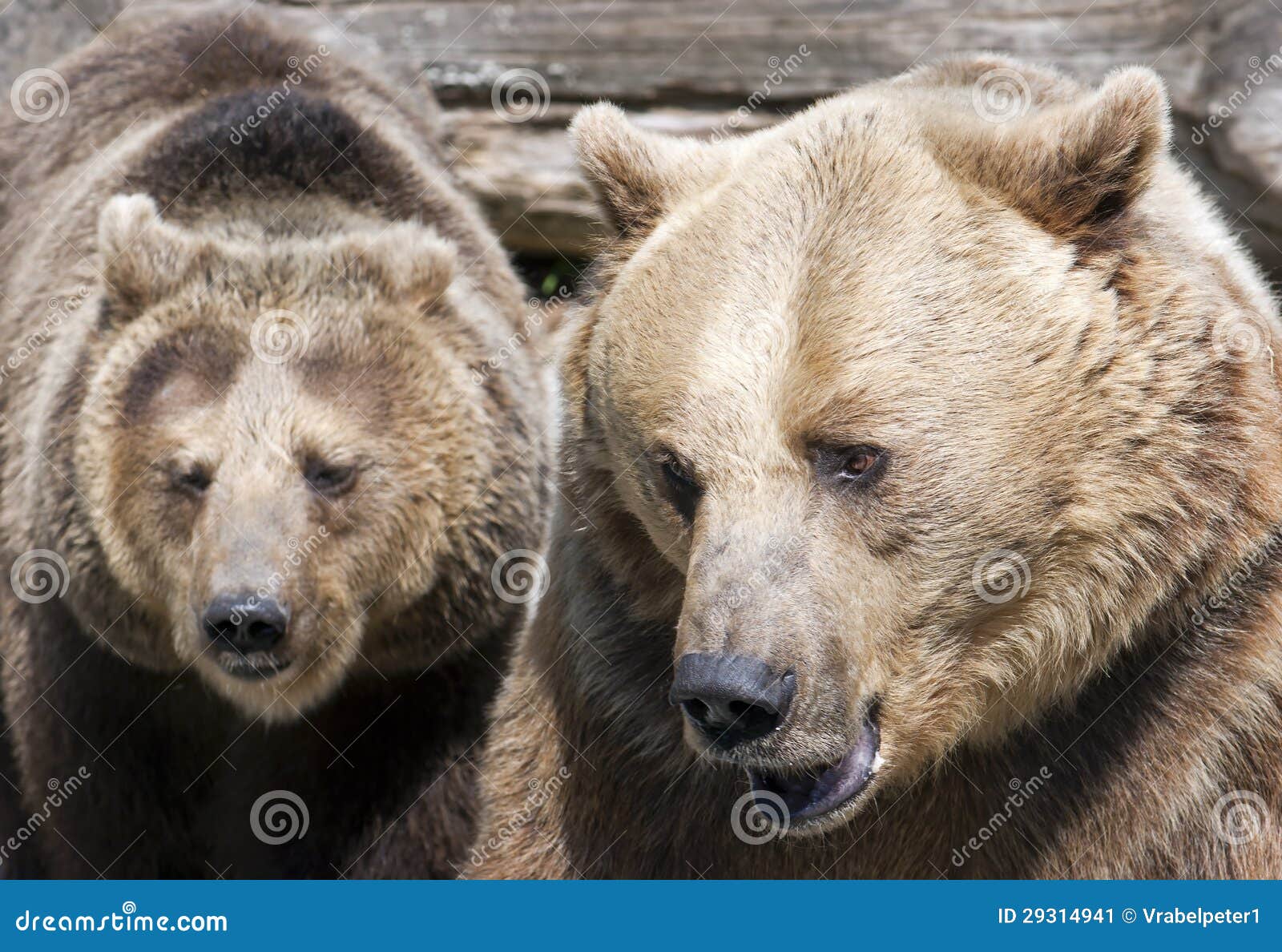 Two Brown Bears (Ursus Arctos Arctos) Stock Image - Image of grizzly ...