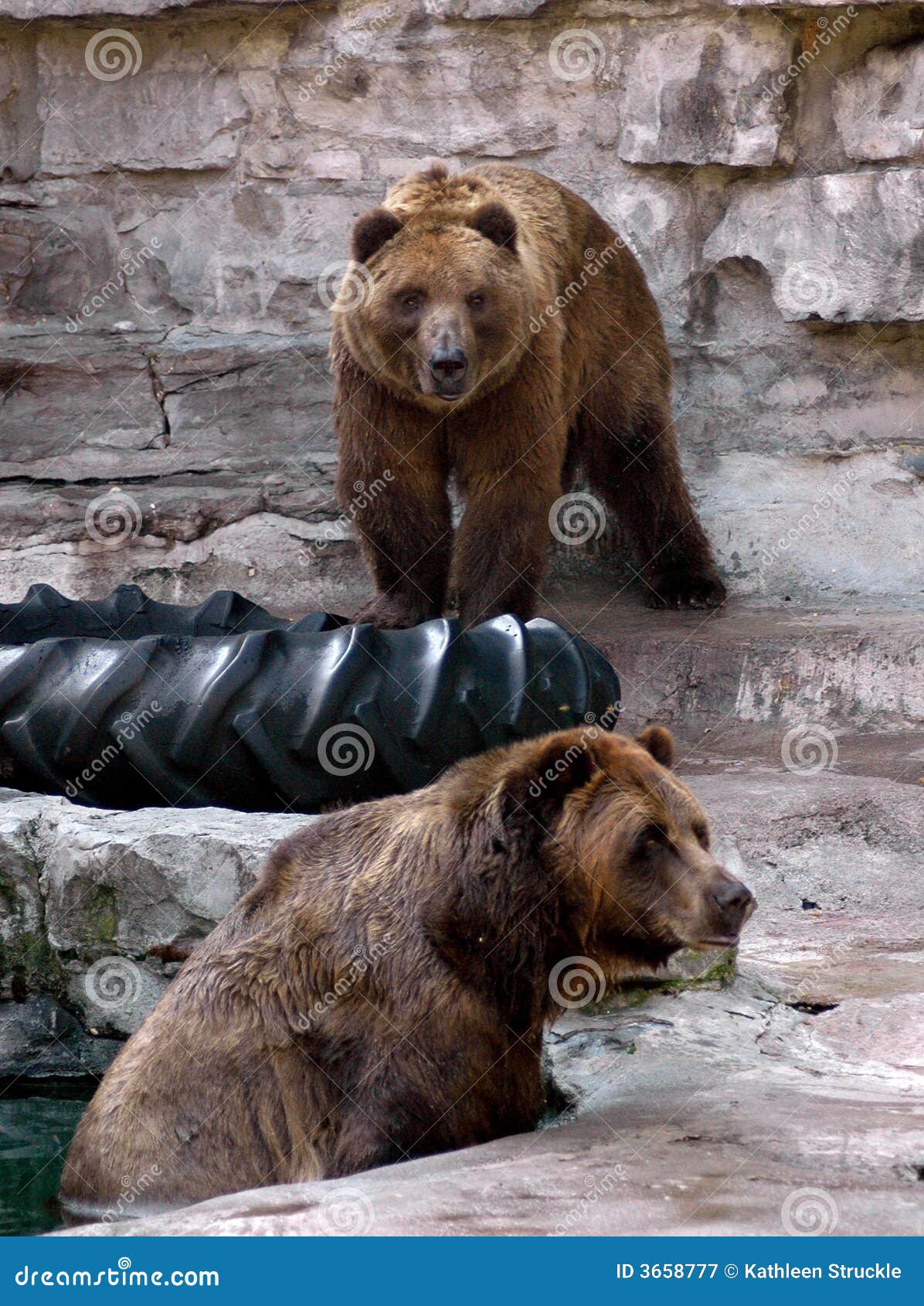Two brown bears at zoo stock image. Image of rocky, bear - 3658777