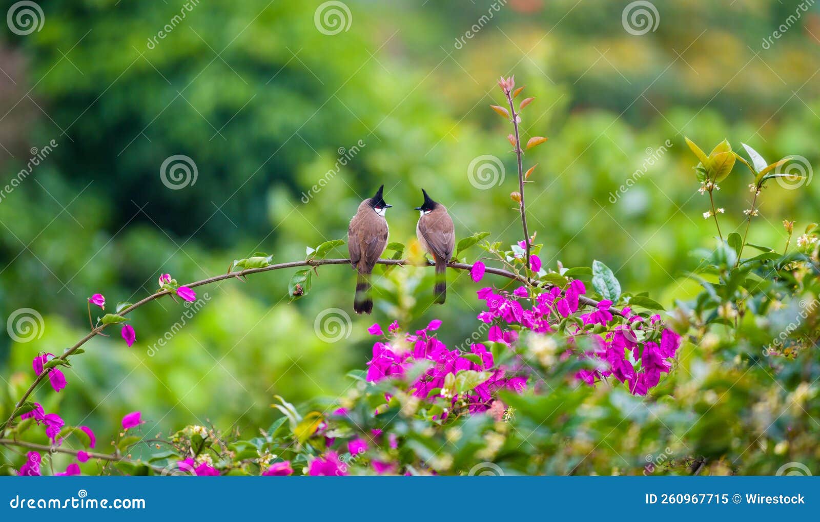 Two Brown Birds Perching on the Flower Plant Branch Stock Image - Image ...