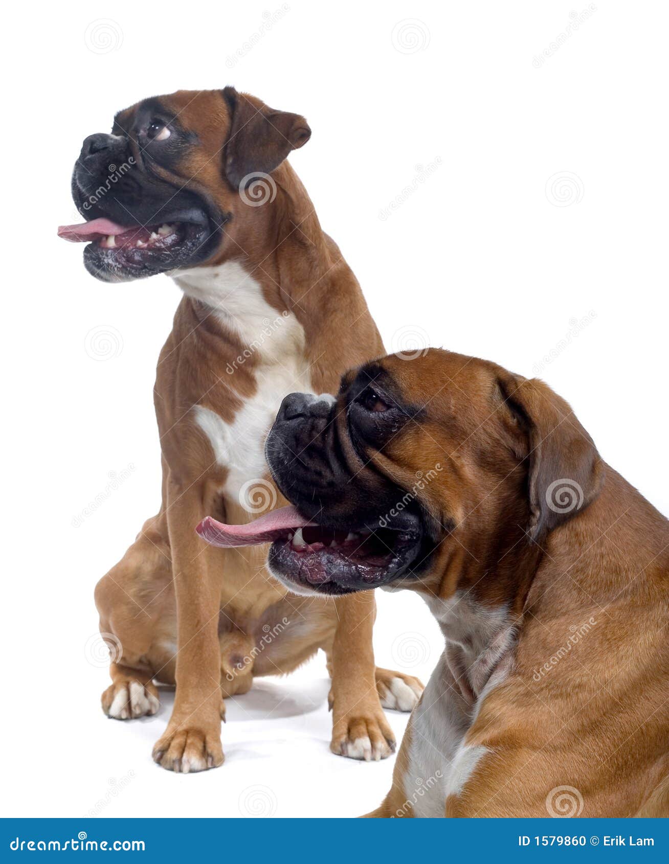 Two brown boxers stock photo. Image of cute, strong, muscle - 1579860