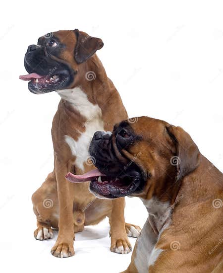 Two brown boxers stock photo. Image of cute, strong, muscle - 1579860