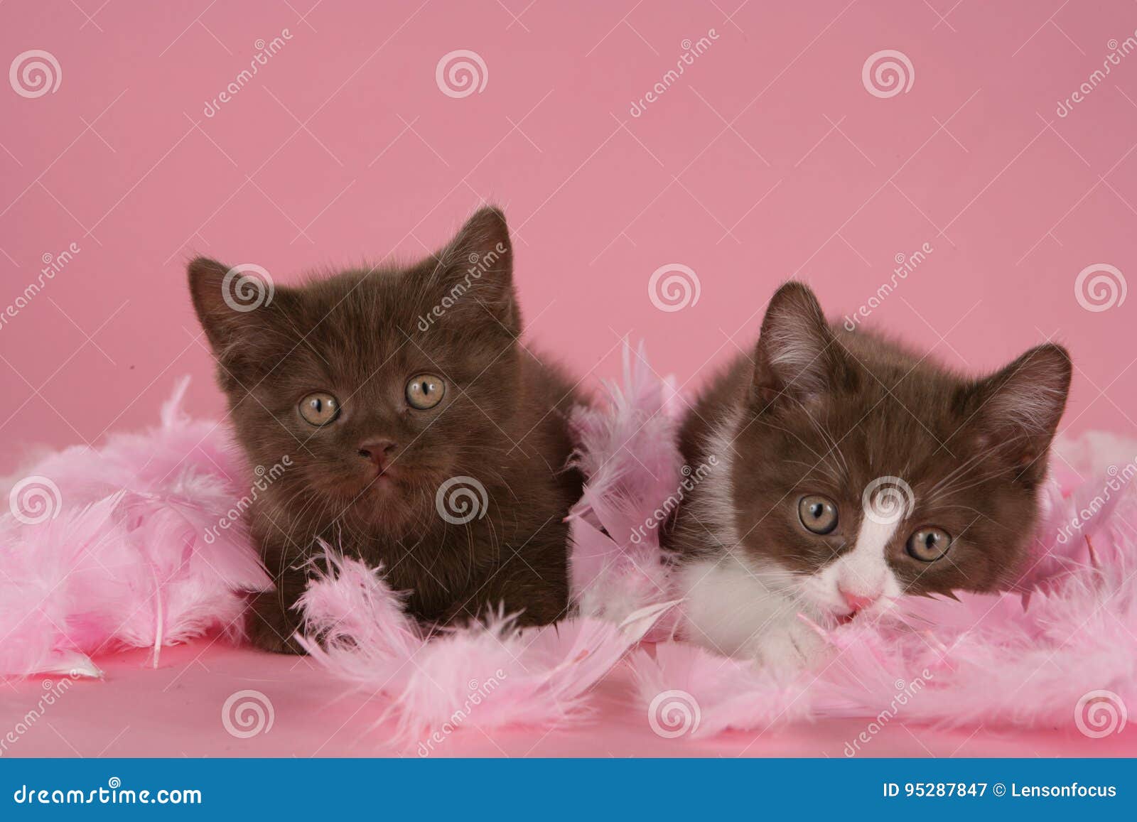 Two Brown British Shorthair Kitten Stock Image - Image of feathers ...