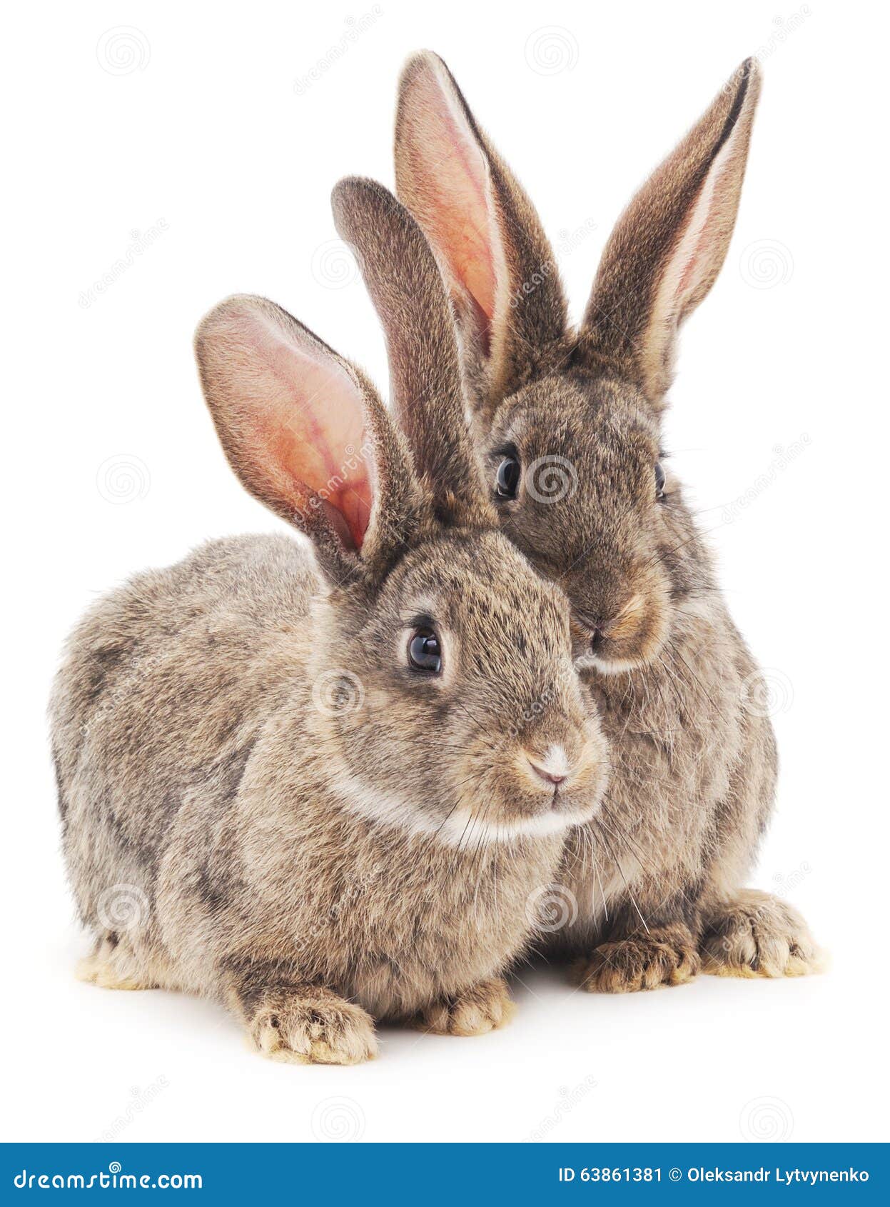 Brown Bunnies