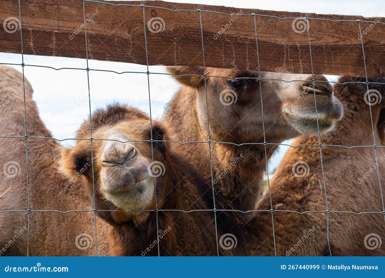 Two Brown Camels in an Ecopark in an Aviary Stock Image - Image of ... Two Brown Camels in an Ecopark in an Aviary Stock Image - Image of ...