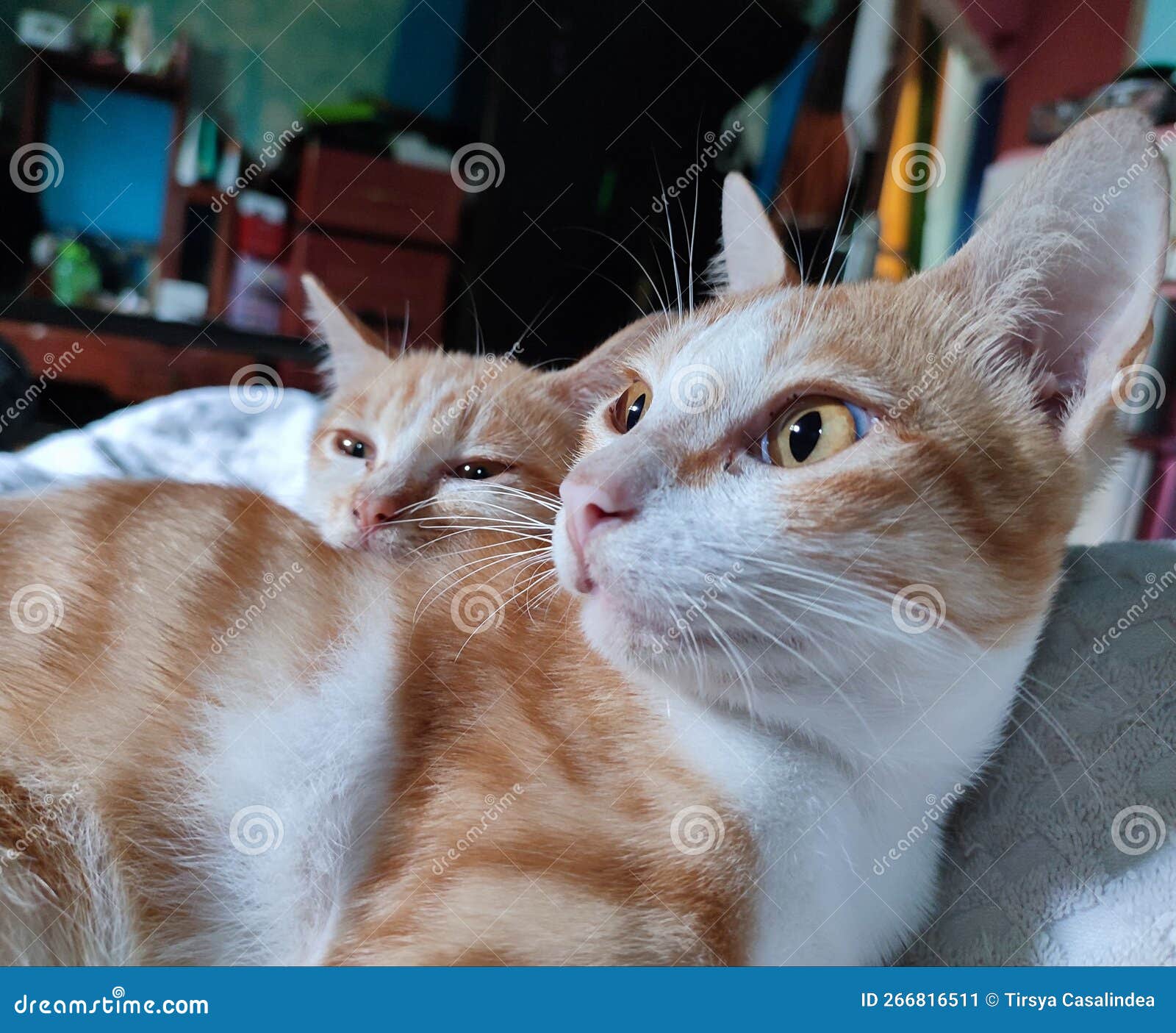 Two Brown Cats Together in Bed Stock Image - Image of together, cats ...