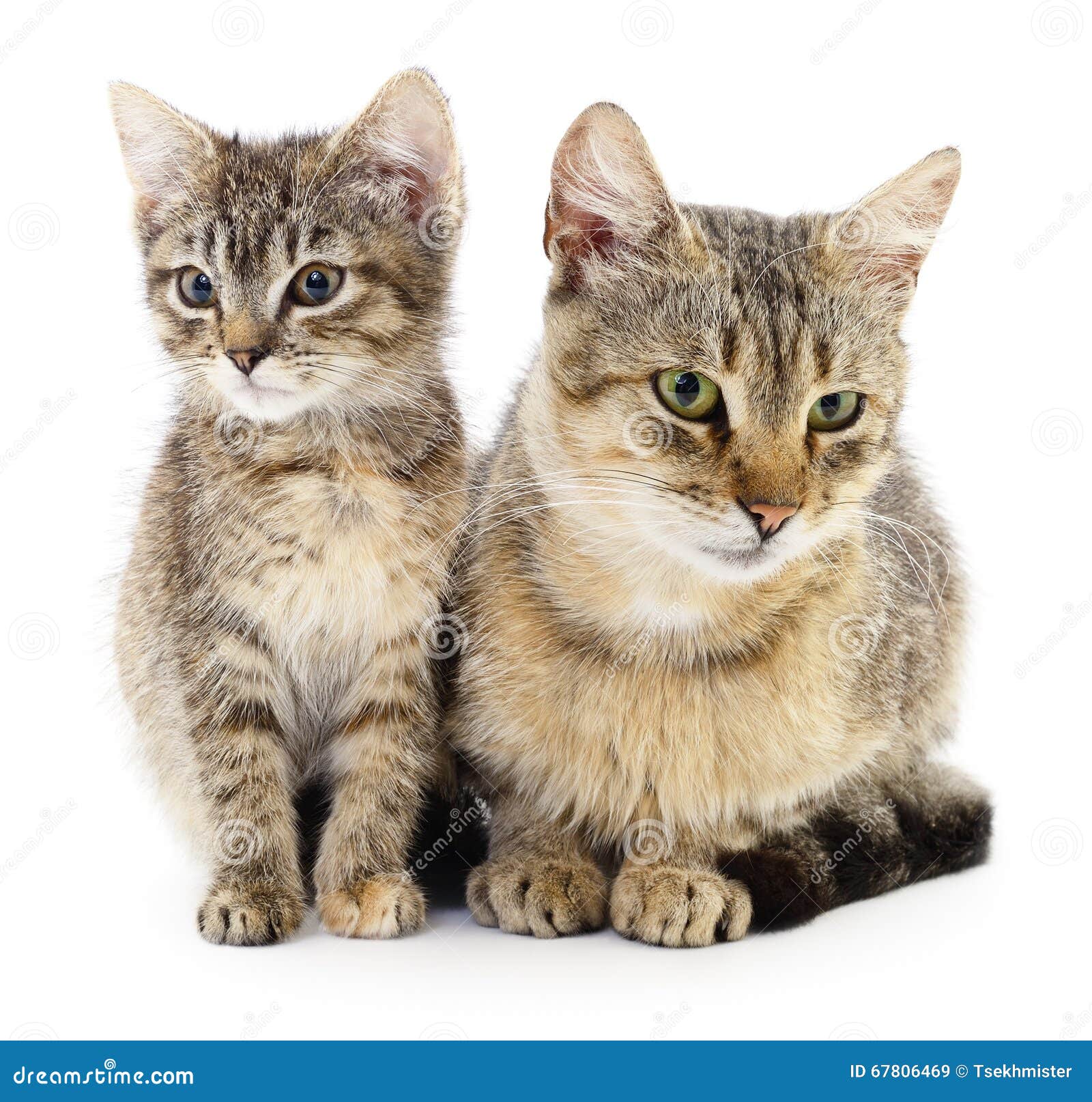 Two brown cats. stock image. Image of kitten, studio - 67806469
