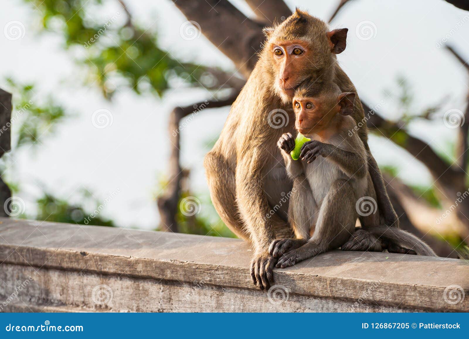 A Brown Color Monkey Stand on Tree Stock Image - Image of enjoy, fast ...
