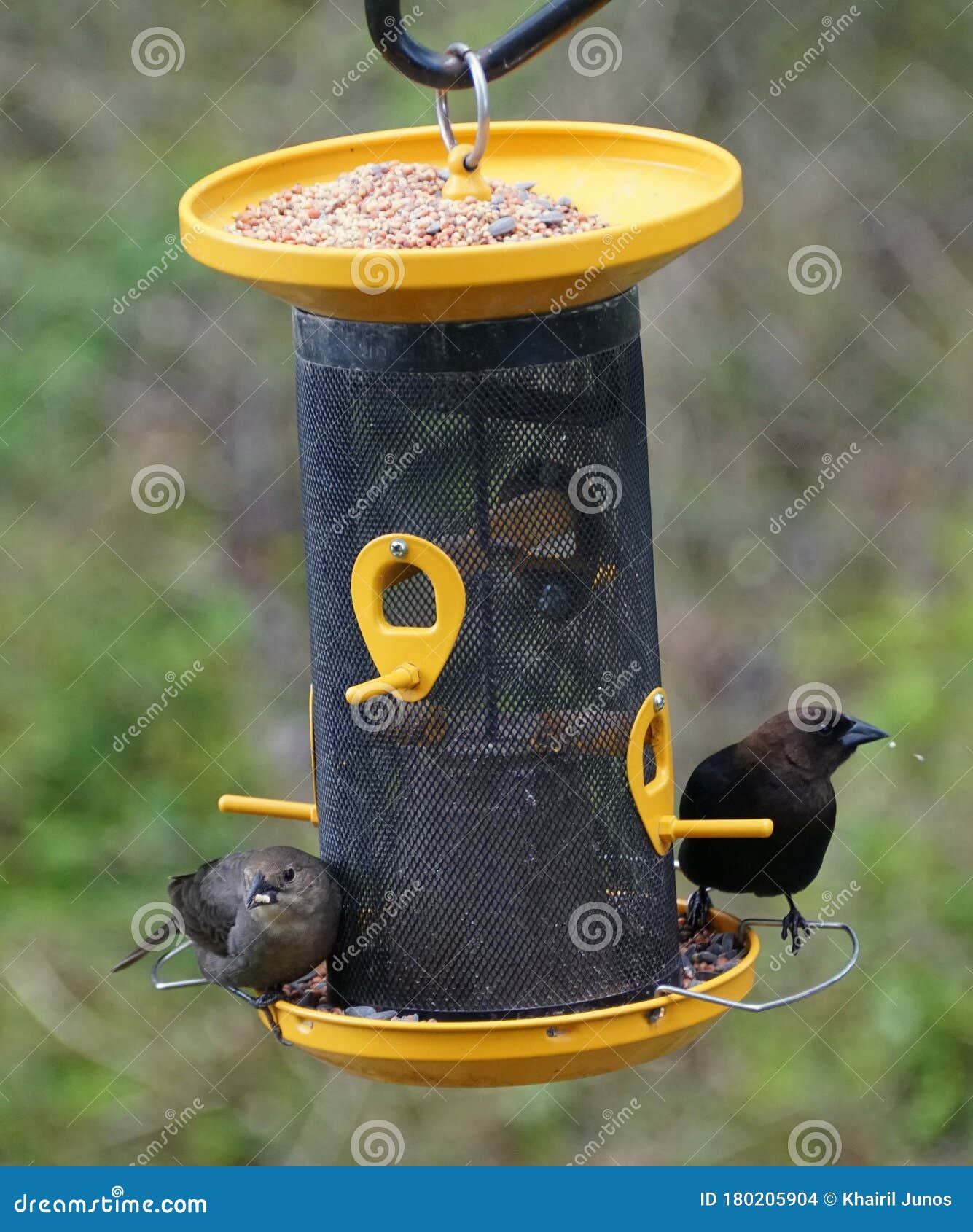 Two Brown Cowbirds Eating Seeds on the Bird Feeder Stock Photo - Image ...