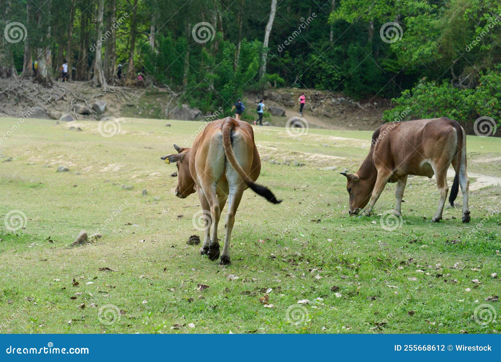 Brown Cows, Bos Taurus, Pasturing in a Field Stock Photo - Image of ...