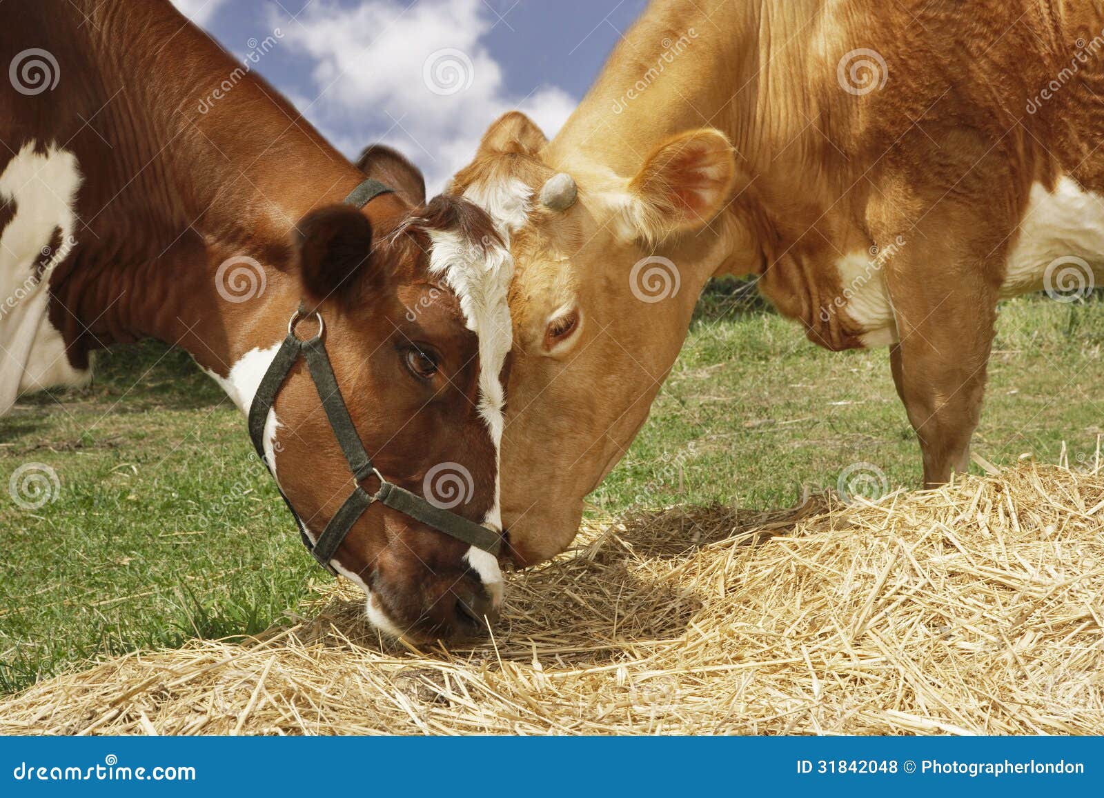 Two Brown Cows Eating Hay in Field Stock Photo - Image of animals ...