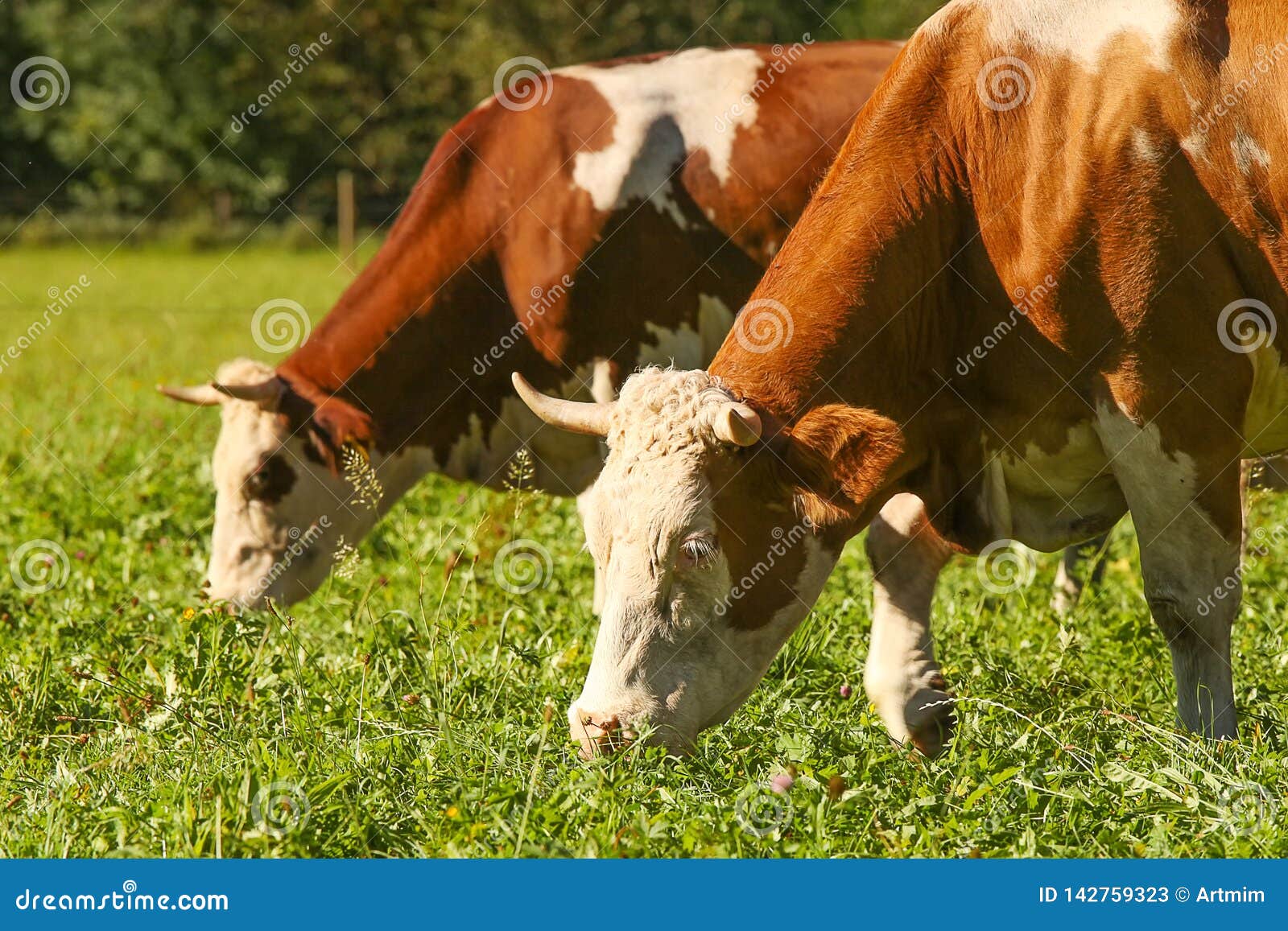 Two Brown Cows Grazing on Meadow. Organic Cattle Breeding Stock Image ...